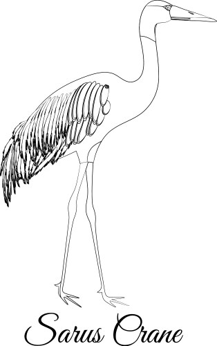 Siberian crane outline coloring Royalty Free Vector Image