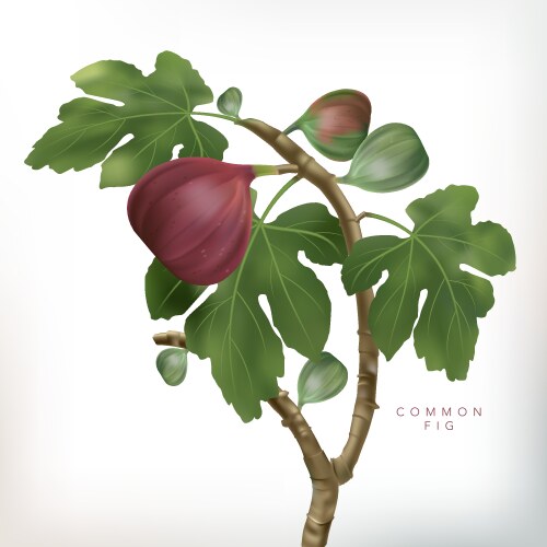 Drawing branch fig tree Royalty Free Vector Image