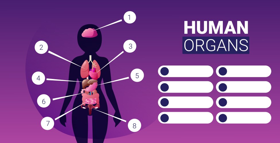Human body structure infographic poster Royalty Free Vector