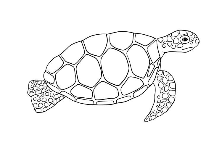 Outline swimming turtle isolated on white Vector Image