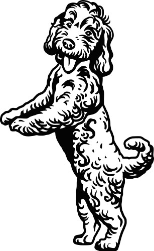 Labradoodle Vector Images (over 240)