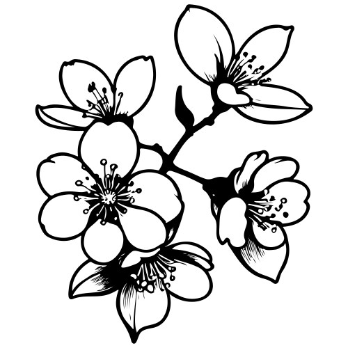 Cherry Blossom Outline Vector Images (over 2,600)