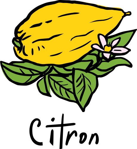 Citron Vector Images (over 4,000)
