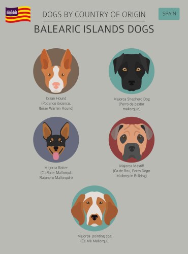 Dogs by country of origin spanish dog breeds Vector Image