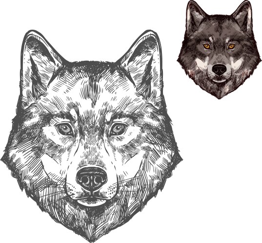 Sketchy graphical color portrait a wolf head Vector Image