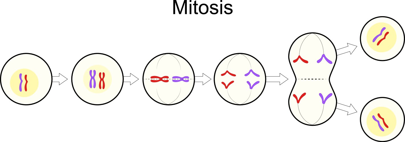 Mitosis scheme Royalty Free Vector Image - VectorStock