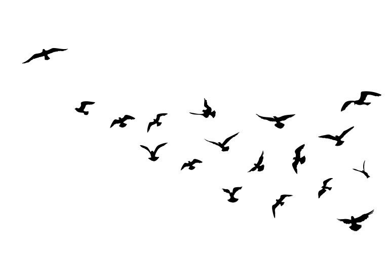 Feathers with flying birds Royalty Free Vector Image