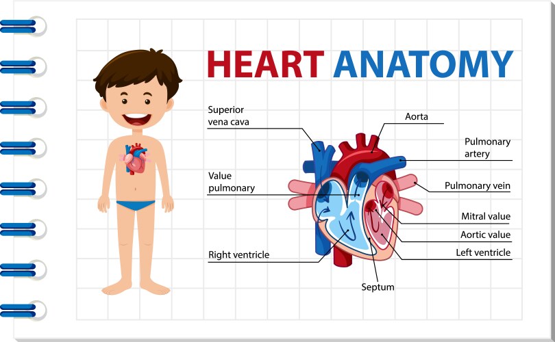 Information poster human heart diagram Royalty Free Vector