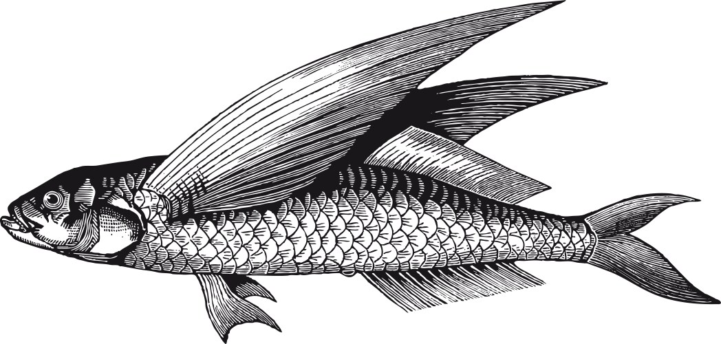 Flying Fish Vector Images (over 11,000)