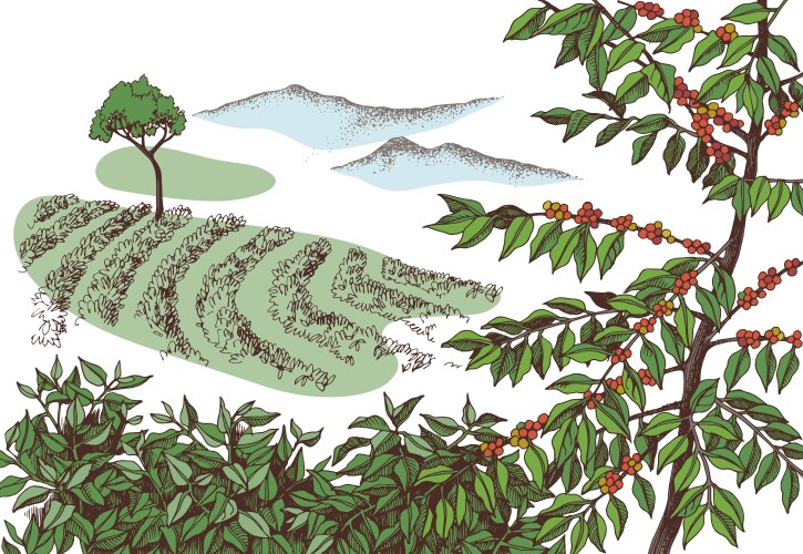 Hand drawn colorful coffee plant Royalty Free Vector Image