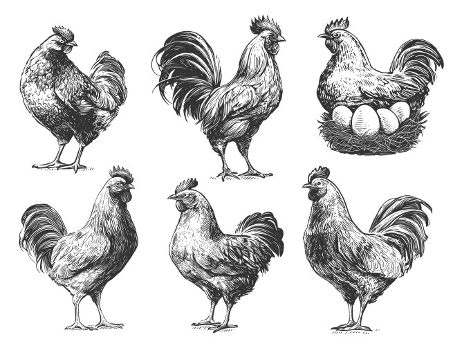 Chicken hen sketch poultry farm concept drawn Vector Image