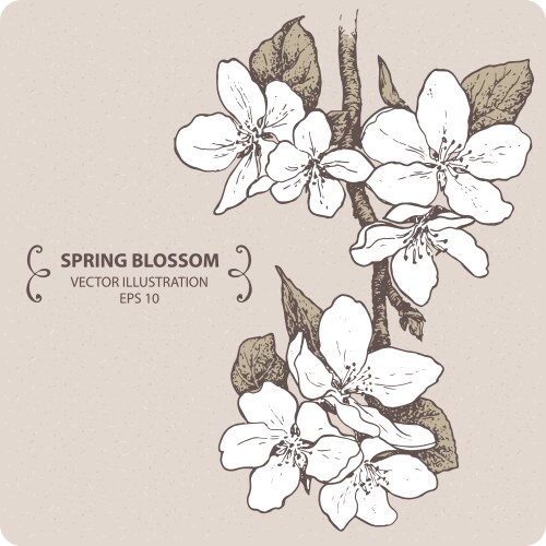 Blossom Branch Apple Vector Images (over 3,000)