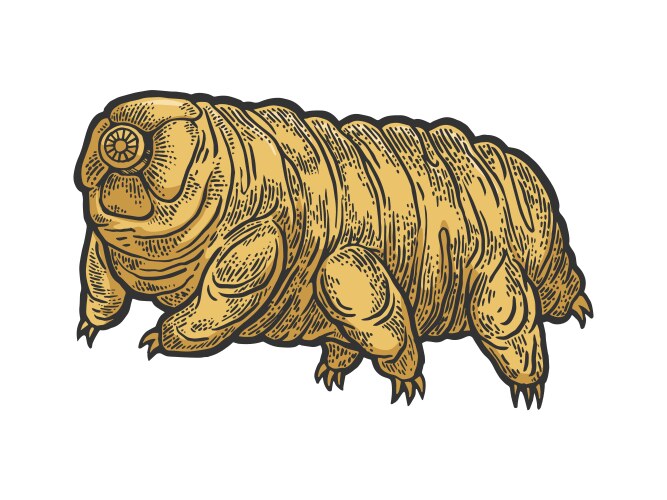 Tardigrade Vector Images (36)
