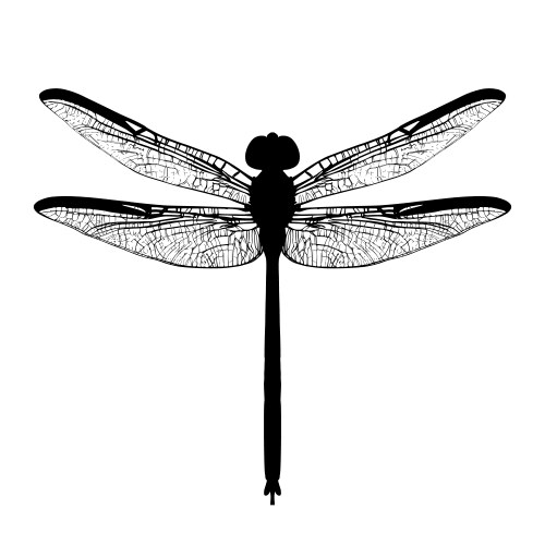 Dragonfly Silhouette Vector Images (over 5,900)