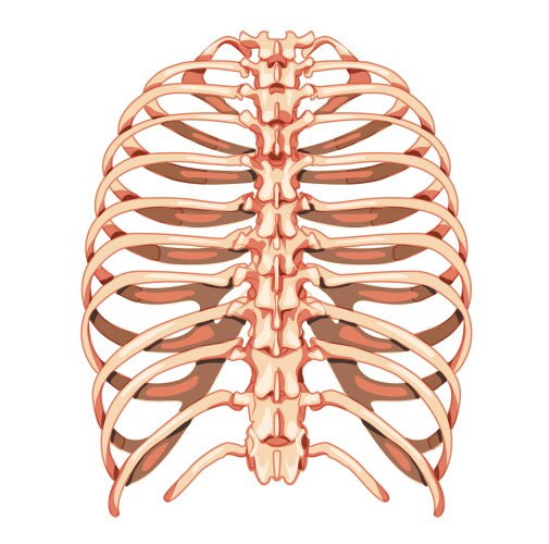 Human Rib Cage Skeleton Anatomy Royalty Free Vector Image