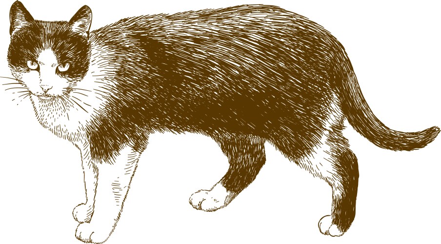 Cat Vector Images (over 400,000)