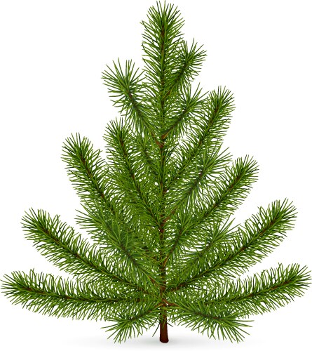 Spruce Vector Images (over 62,000)