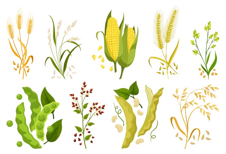 Set corn plant with roots isolated on white Vector Image