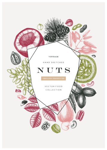 Nuts frame design hand drawn pecan macadamia pine Vector Image