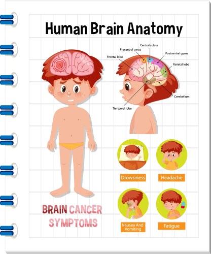 Information poster human brain diagram Royalty Free Vector