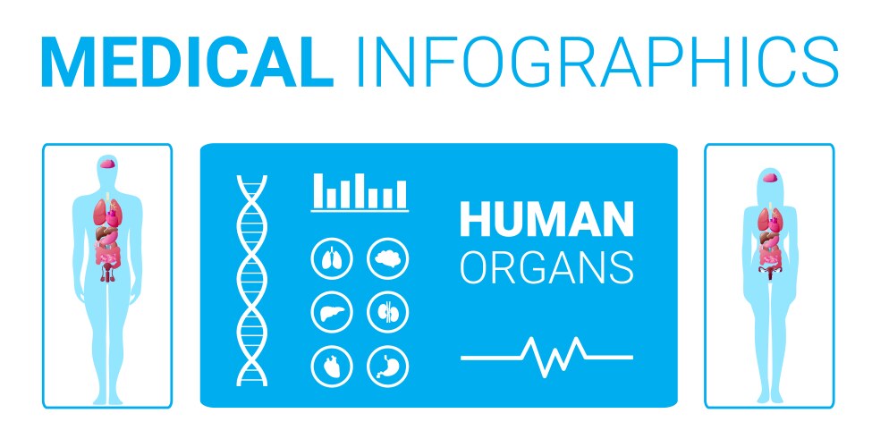Human body structure infographic poster Royalty Free Vector