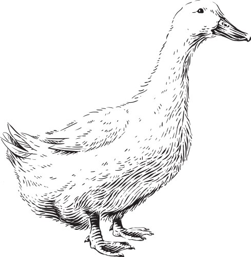 Mother duck and duckling engraving sketch Vector Image