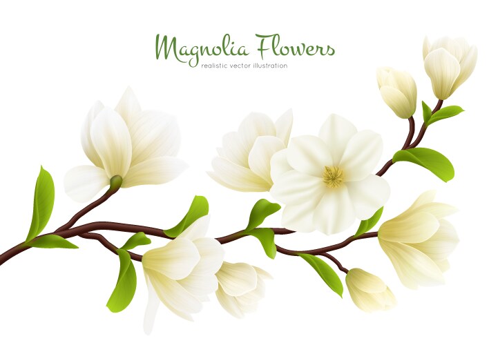 Magnolia Vector Images (over 7,500)