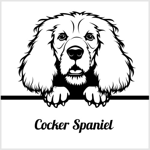 English cocker spaniel head Royalty Free Vector Image
