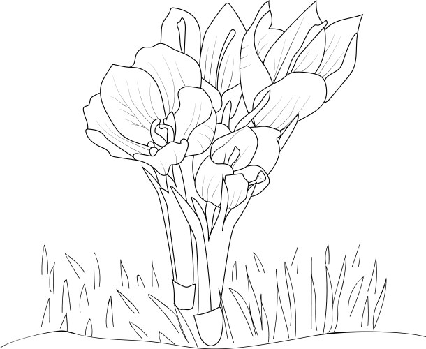 Crocus Tattoo Flower Vector Images (80)