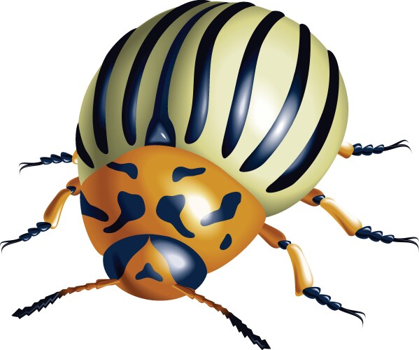 Potato beetle insect cartoon Royalty Free Vector Image