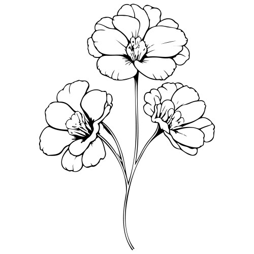 Primrose drawing flower violet hand draw Vector Image