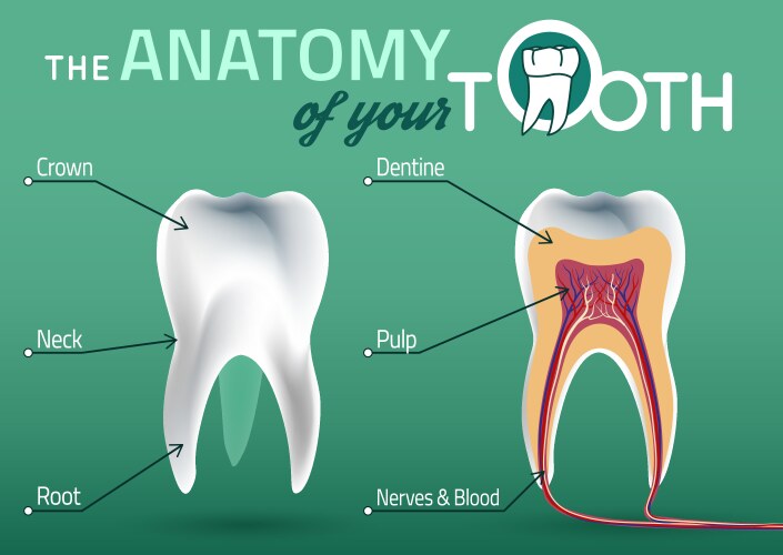 Tooth Anatomy Icon Royalty Free Vector Image - VectorStock