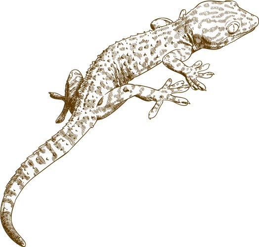 Gecko Vector Images (over 5,700)