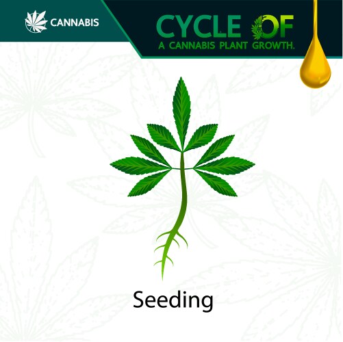Cannabis plant life cycle Royalty Free Vector Image