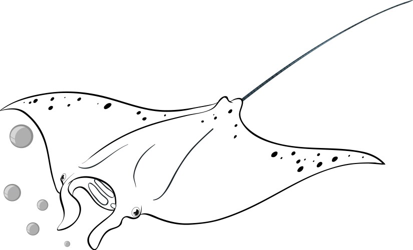 Stingray Outline Vector Images (over 1,000)