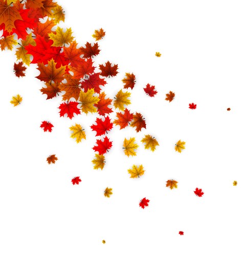 Maple leaves scatter with white background Vector Image