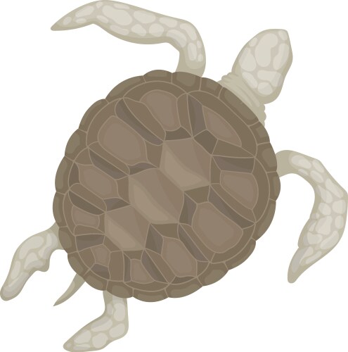 Turtle Top View Vector Images (over 200)
