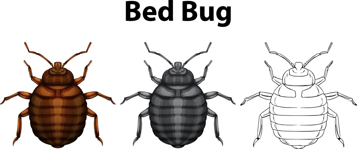 Bed bug anatomy Royalty Free Vector Image - VectorStock