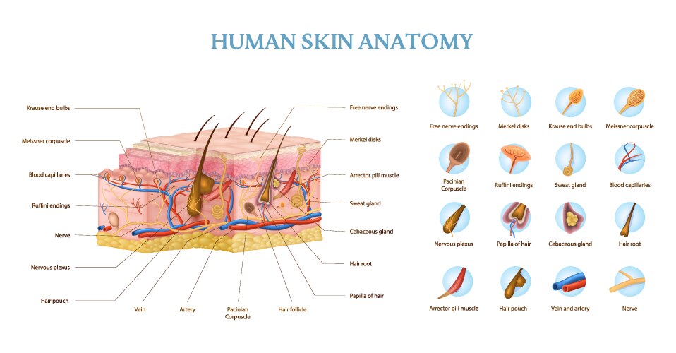 Human skin anatomy infographics Royalty Free Vector Image