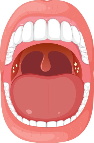 Open mouth Royalty Free Vector Image - VectorStock