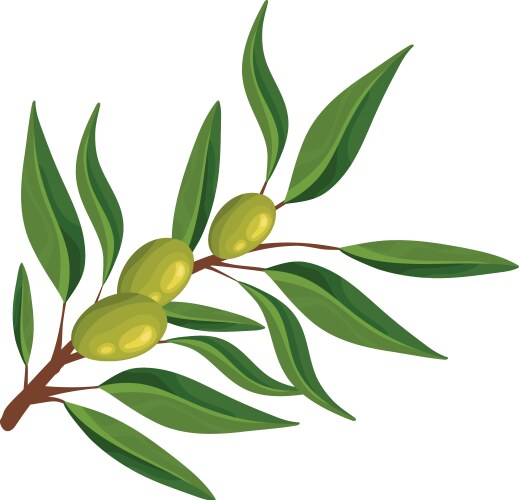 Olive Branch Vector Images (over 110,000)