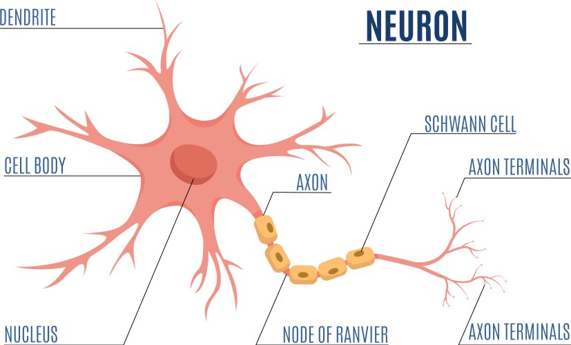 Human nervous system infographics Royalty Free Vector Image