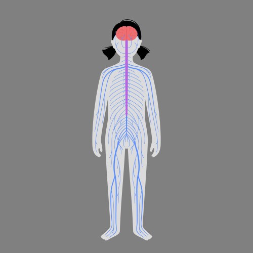 Autonomic Nervous System Vector Images (over 330)