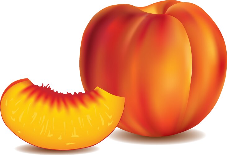 Two fresh peach Royalty Free Vector Image - VectorStock