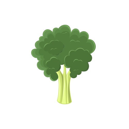 Broccoli plant life cycle growing stages set Vector Image