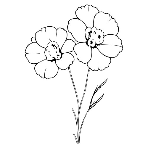 Primrose drawing flower violet hand draw Vector Image