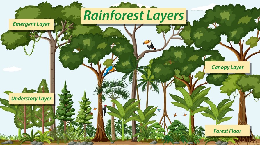 Layers a rainforest with name Royalty Free Vector Image