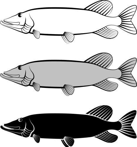 Fish pike Royalty Free Vector Image - VectorStock