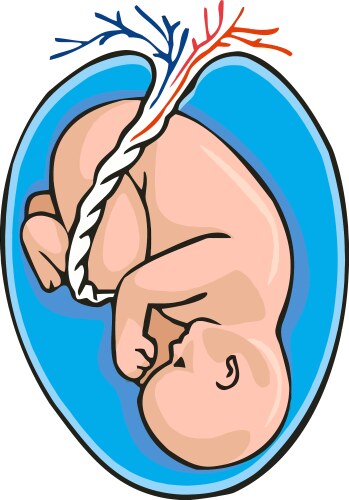Fetus Vector Images (over 7,800)