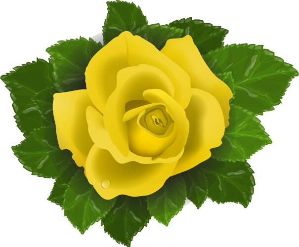 Red rose flower top view isolated on white Vector Image